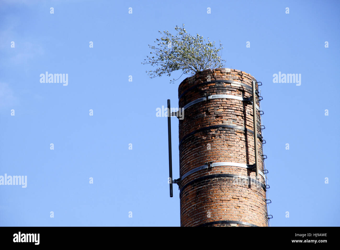 chimney with tree in lemgo Stock Photo - Alamy