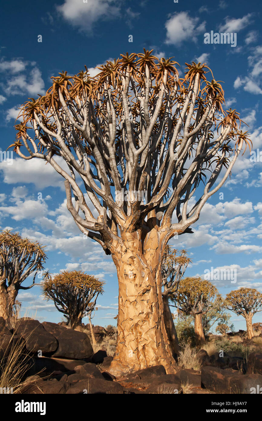 quiver tree forest Stock Photo - Alamy