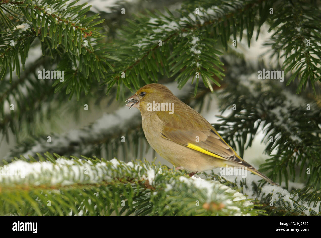 winter, fir tree, fir, snow, winter, bird, hunger, cold, birds, eyes ...