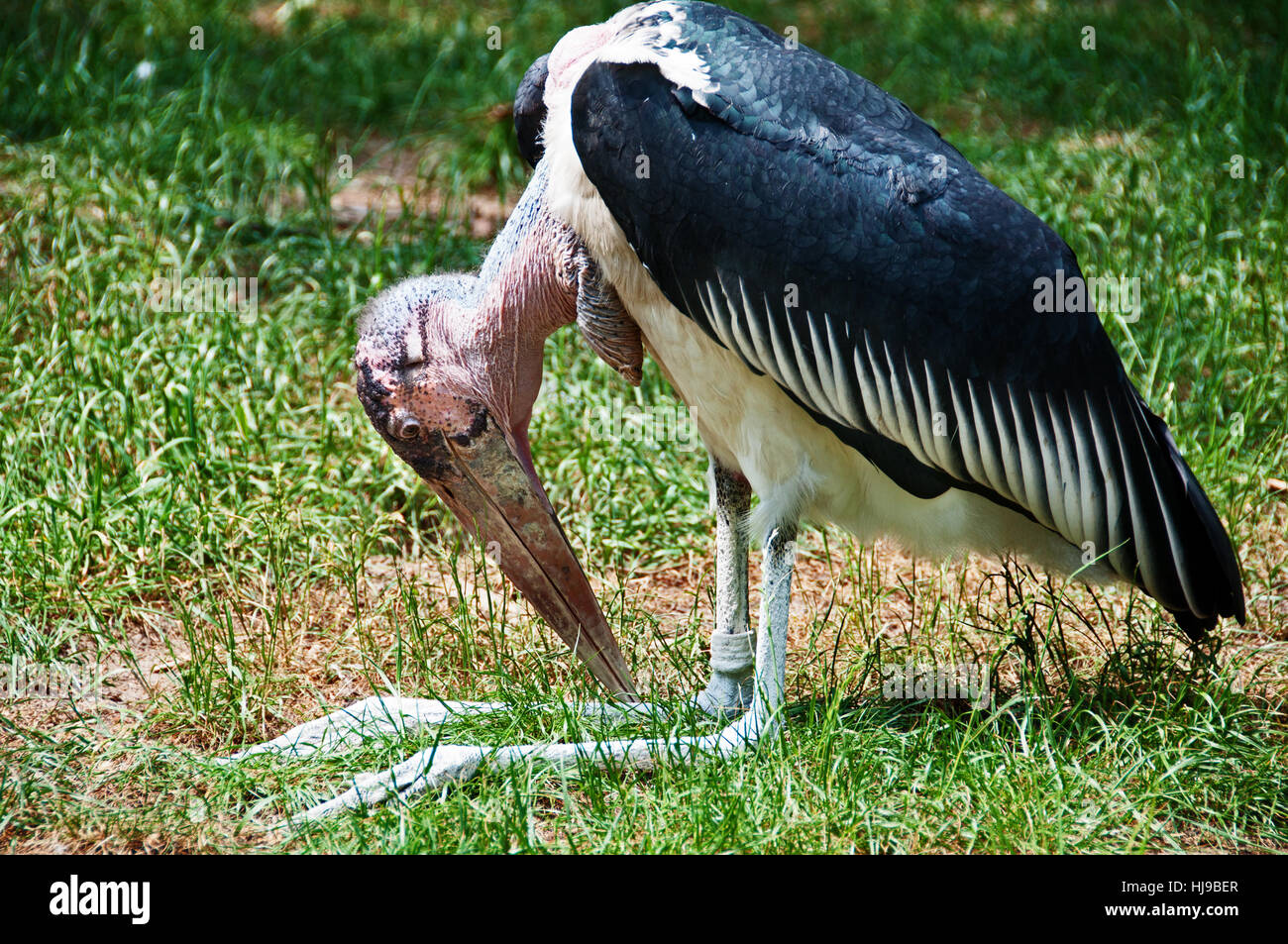 Bird joints hi-res stock photography and images - Alamy