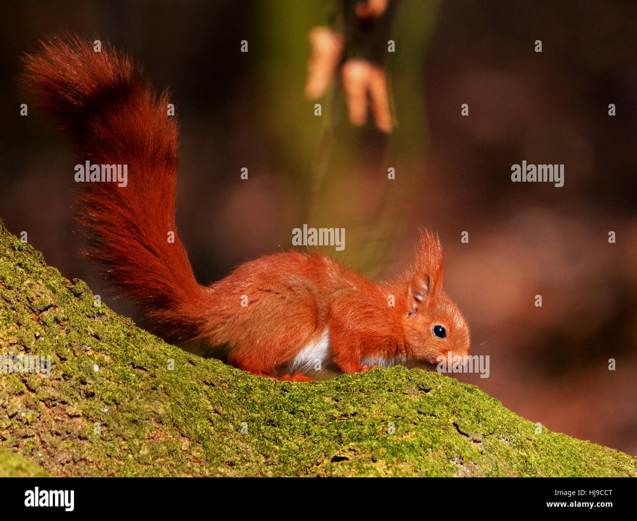 ground, soil, earth, humus, shy, snag, squirrel, rod, descent, ground ...