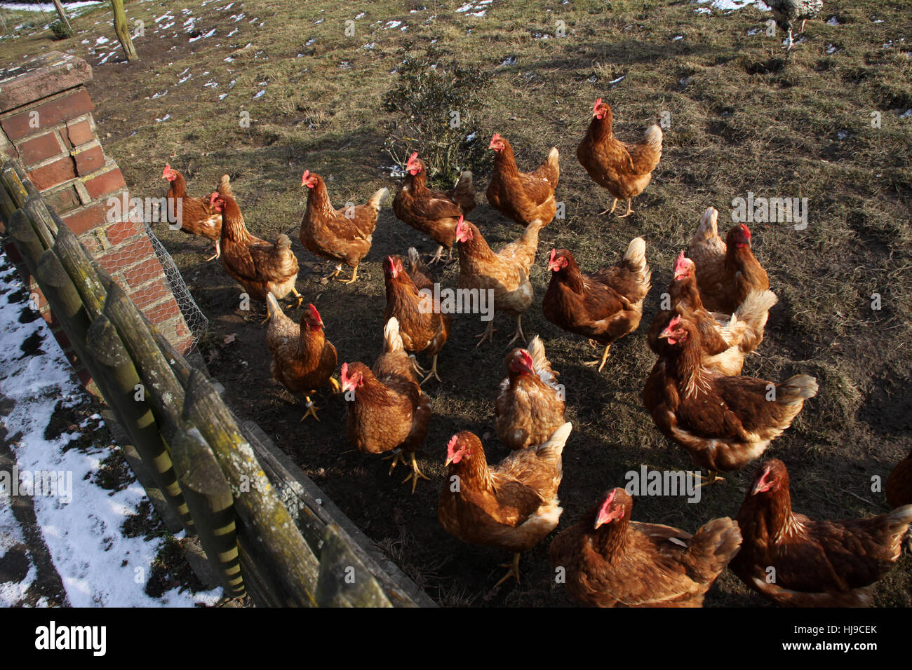feathers, feathering, chicken, female, hen, hens, chickens, eco, bird ...