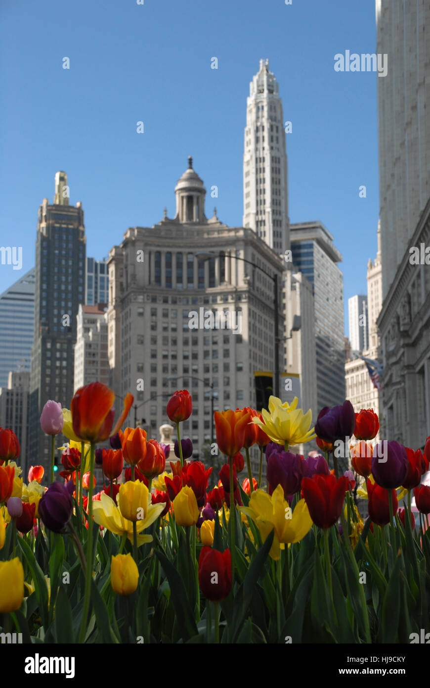 Beautiuful Chicago with tulips in spring Stock Photo - Alamy