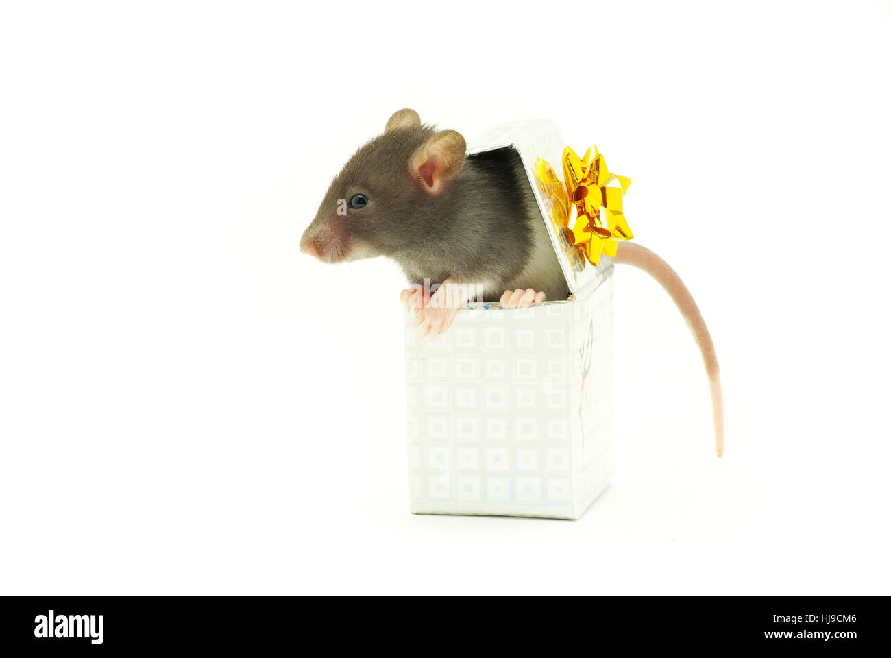 funny rat in box isolated on white background Stock Photo - Alamy