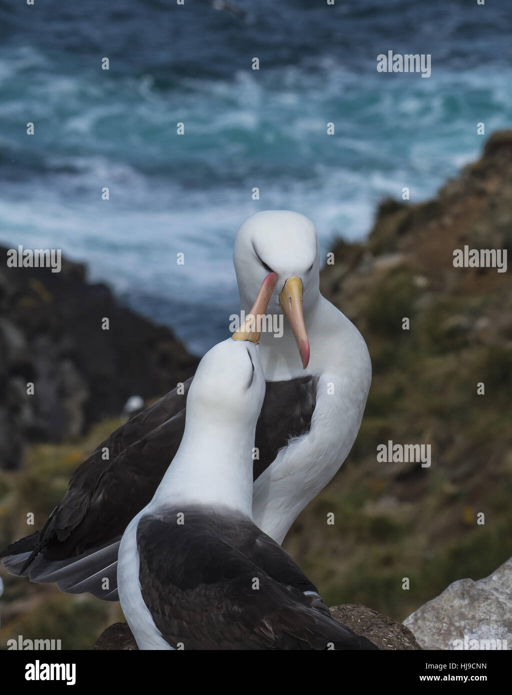 Black browed albatross Saunders Island Stock Photo - Alamy
