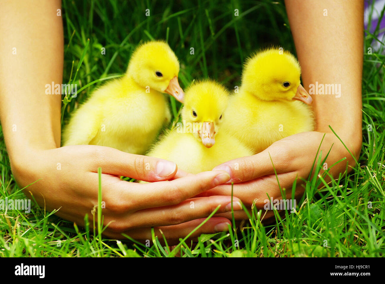 bird, field, spring, bouncing, bounces, hop, skipping, frisks, jumping ...