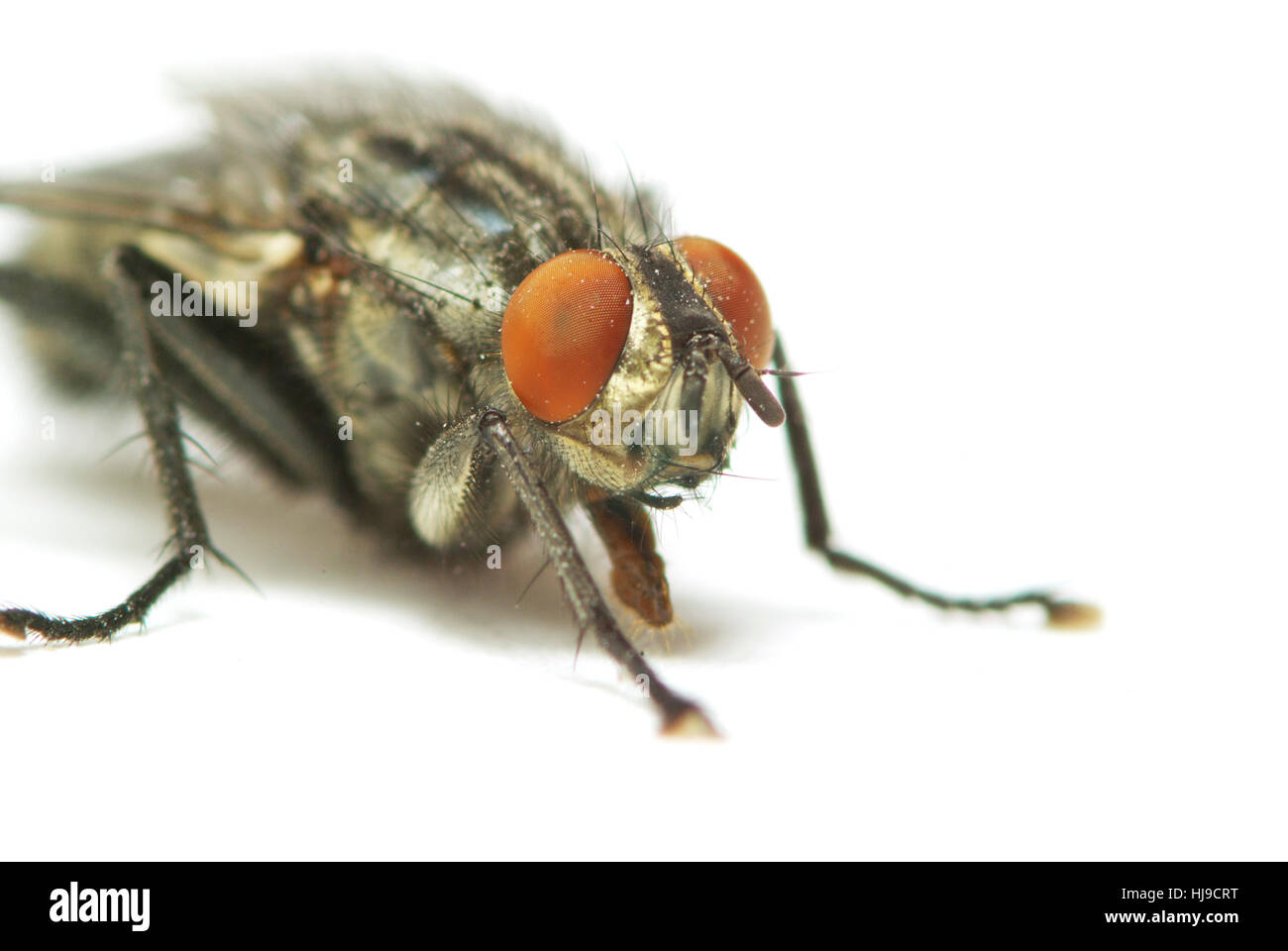 legs, detail, isolated, colour, closeup, animal, insect, wing, over ...