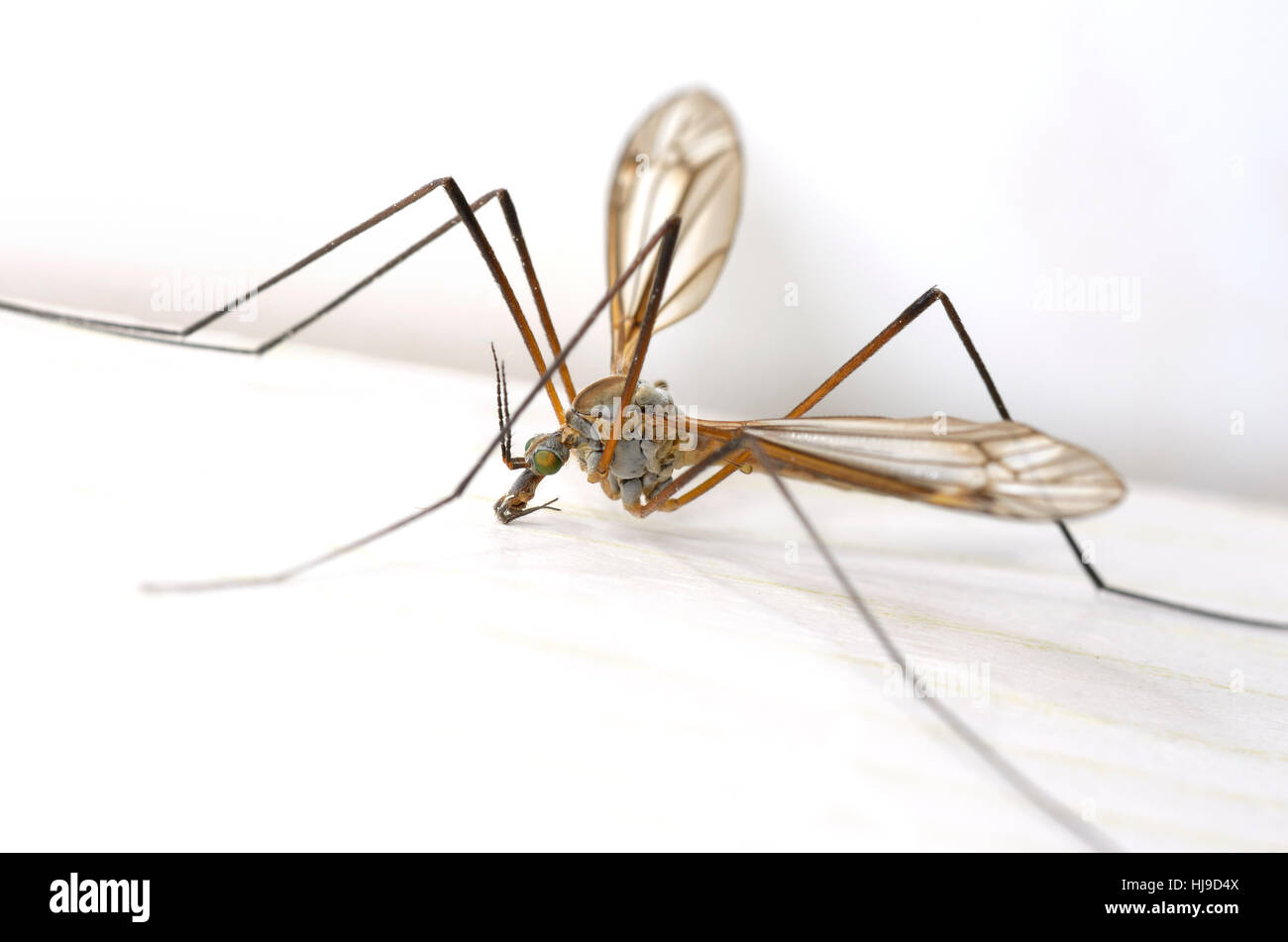 legs, long, gnat, cranefly, length, colossally, legs, macro, close-up ...