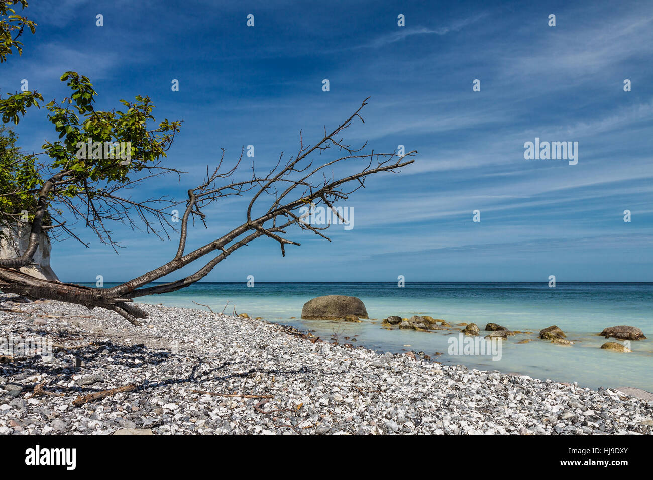 tree, trees, rock, water, baltic sea, salt water, sea, ocean, coast ...