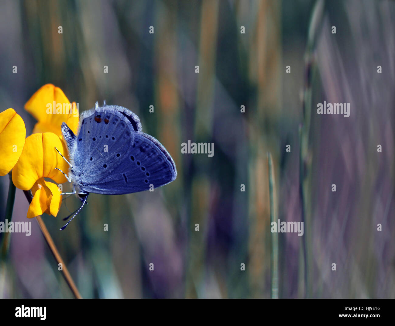 blue, butterfly, blue, fauna, butterfly, contrast, moth, colour ...