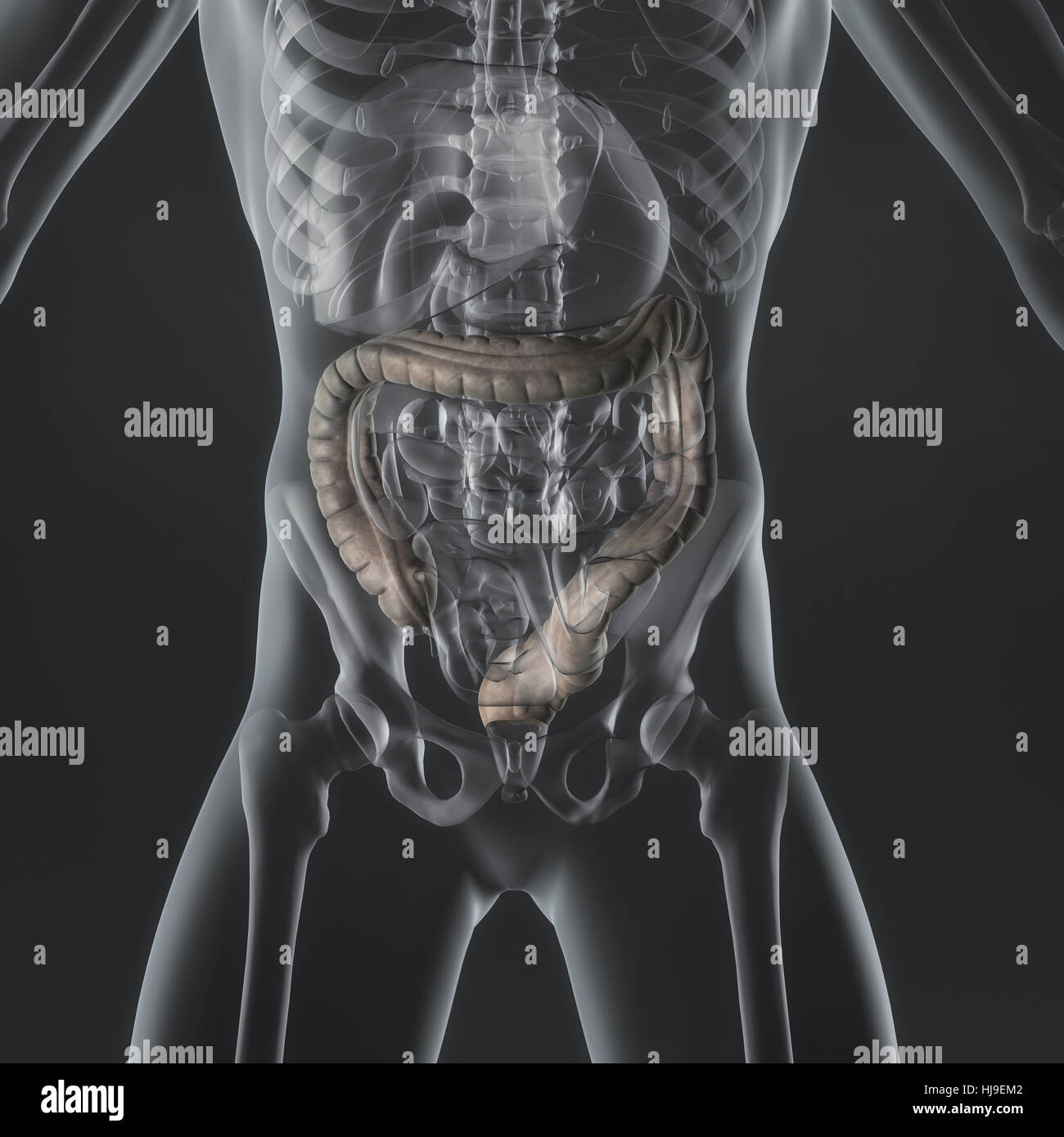 medicinally, medical, science, male, masculine, system, anatomy ...