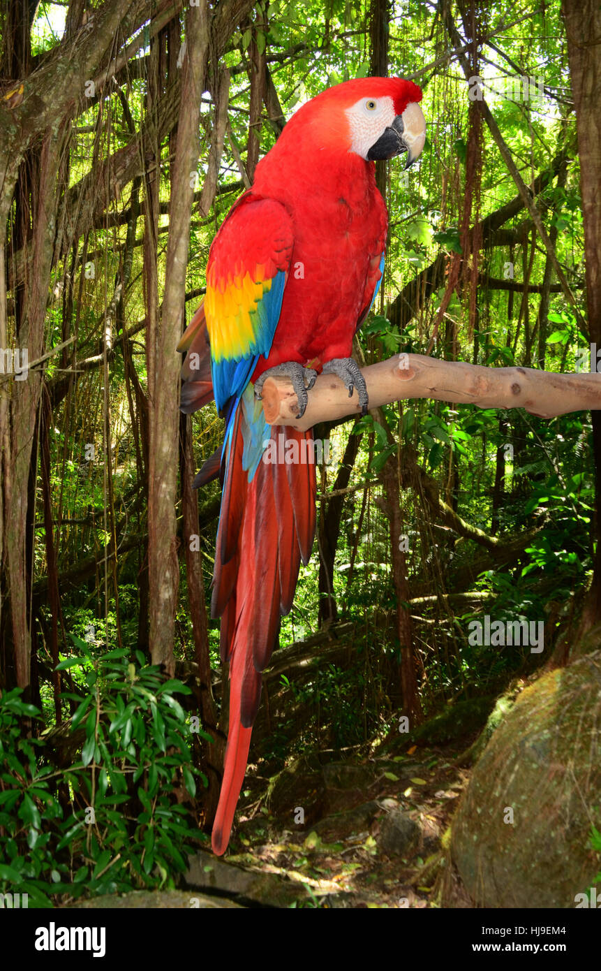 Polynesian parrot hi-res stock photography and images - Alamy