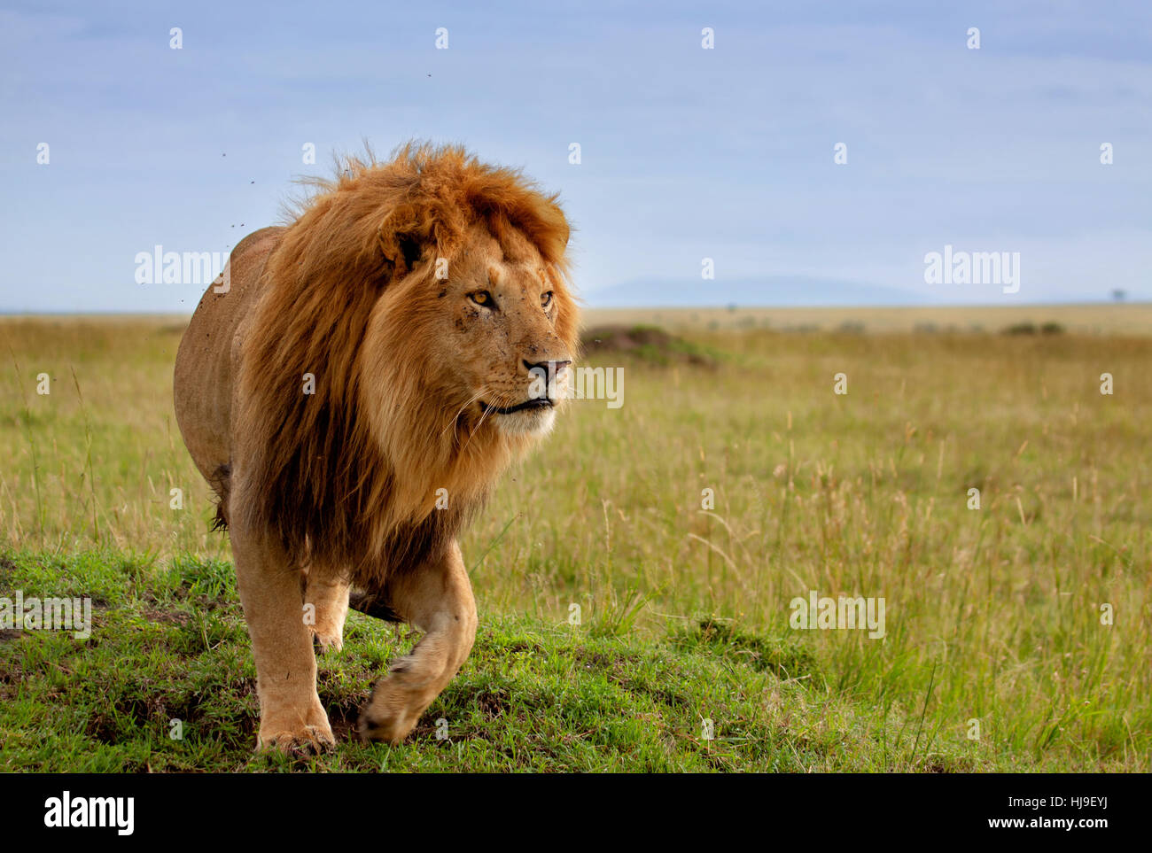 wild, africa, lion, cat, big cat, feline predator, safari, pussycat ...