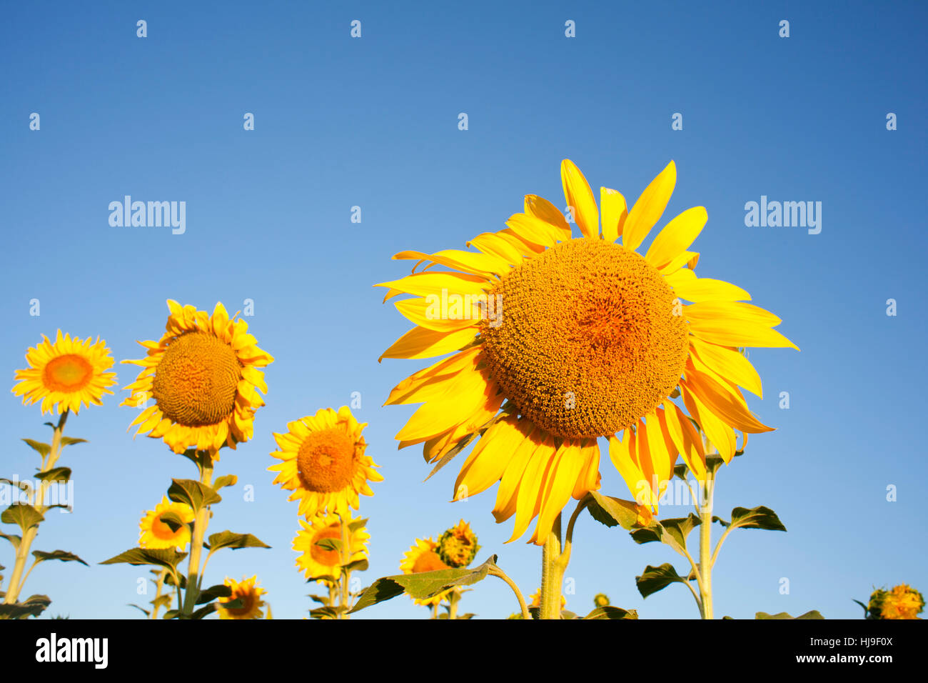 flower, flowers, plant, sunflowers, country, scenery, countryside ...