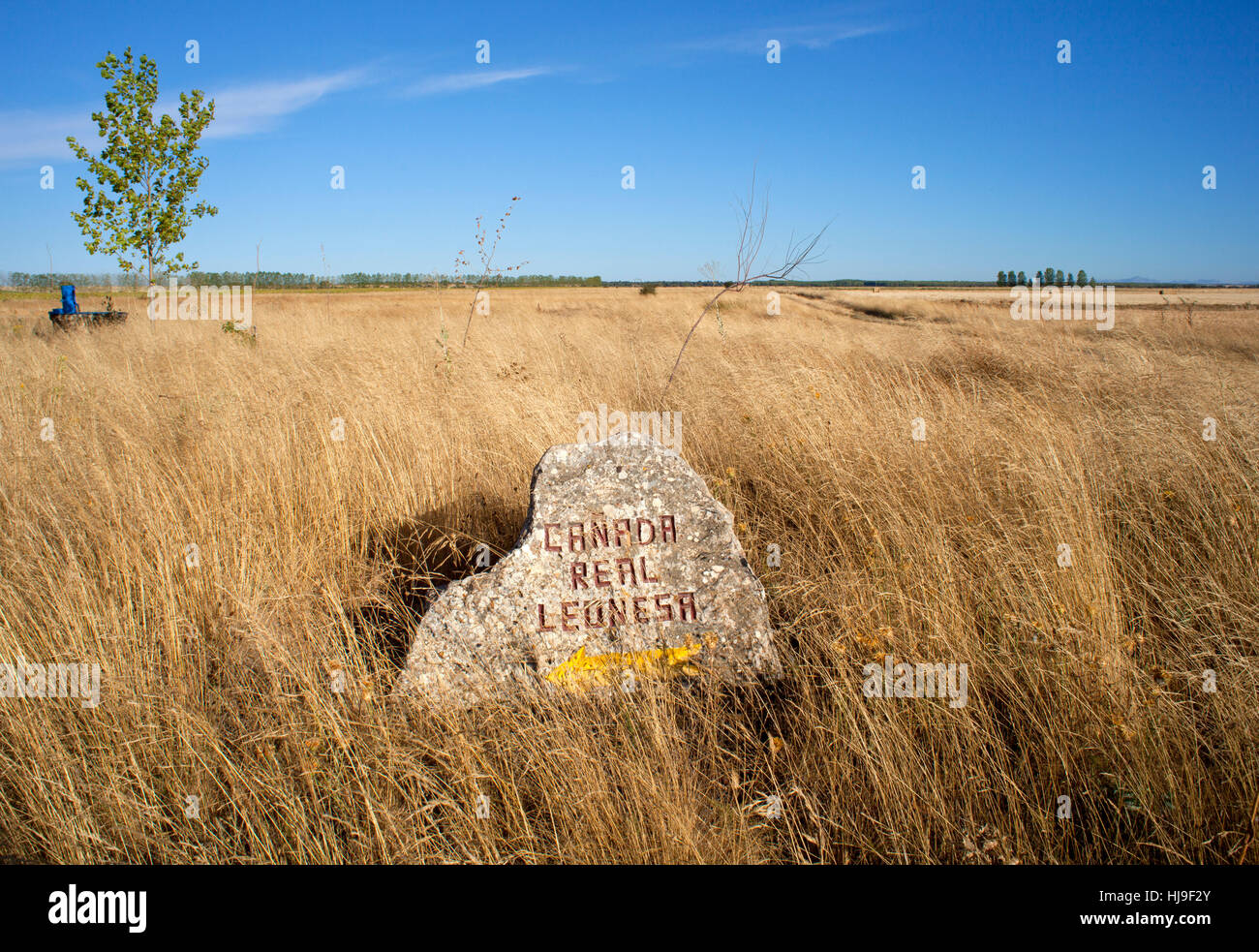 summer, summerly, country, scenery, countryside, nature, meadow, grass ...