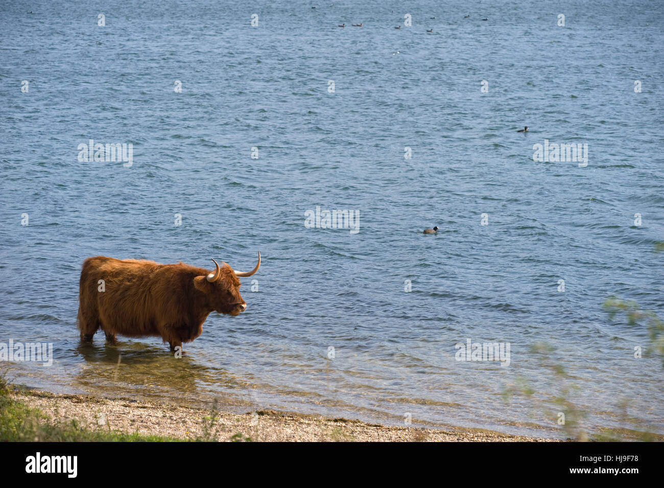 blue, animal, wildlife, cow, herd, cattle, fresh water, lake, inland ...
