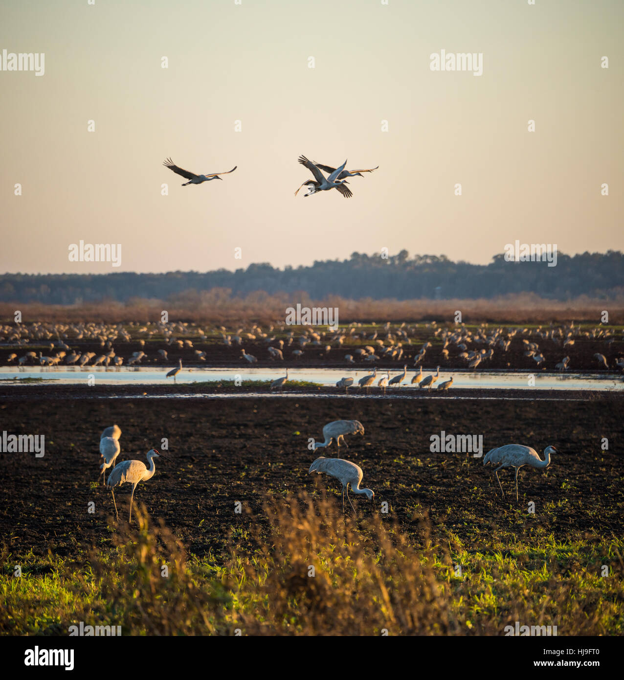Wintering Sandhill Cranes on shallow marsh wetland of La Chua Sink ...
