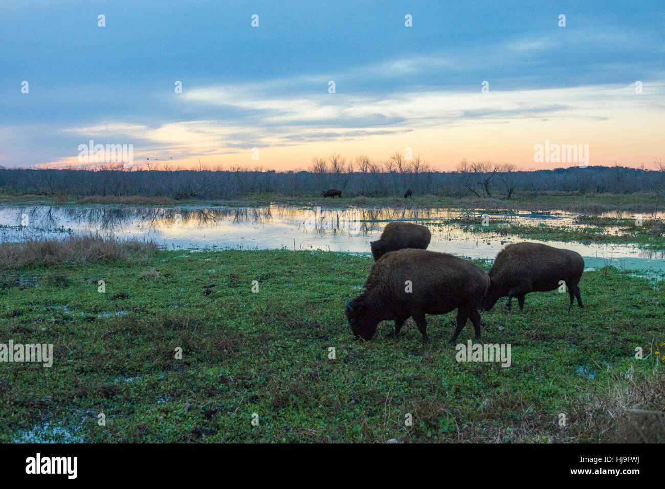 Bison herd at Paynes Prairie, Florida Stock Photo - Alamy