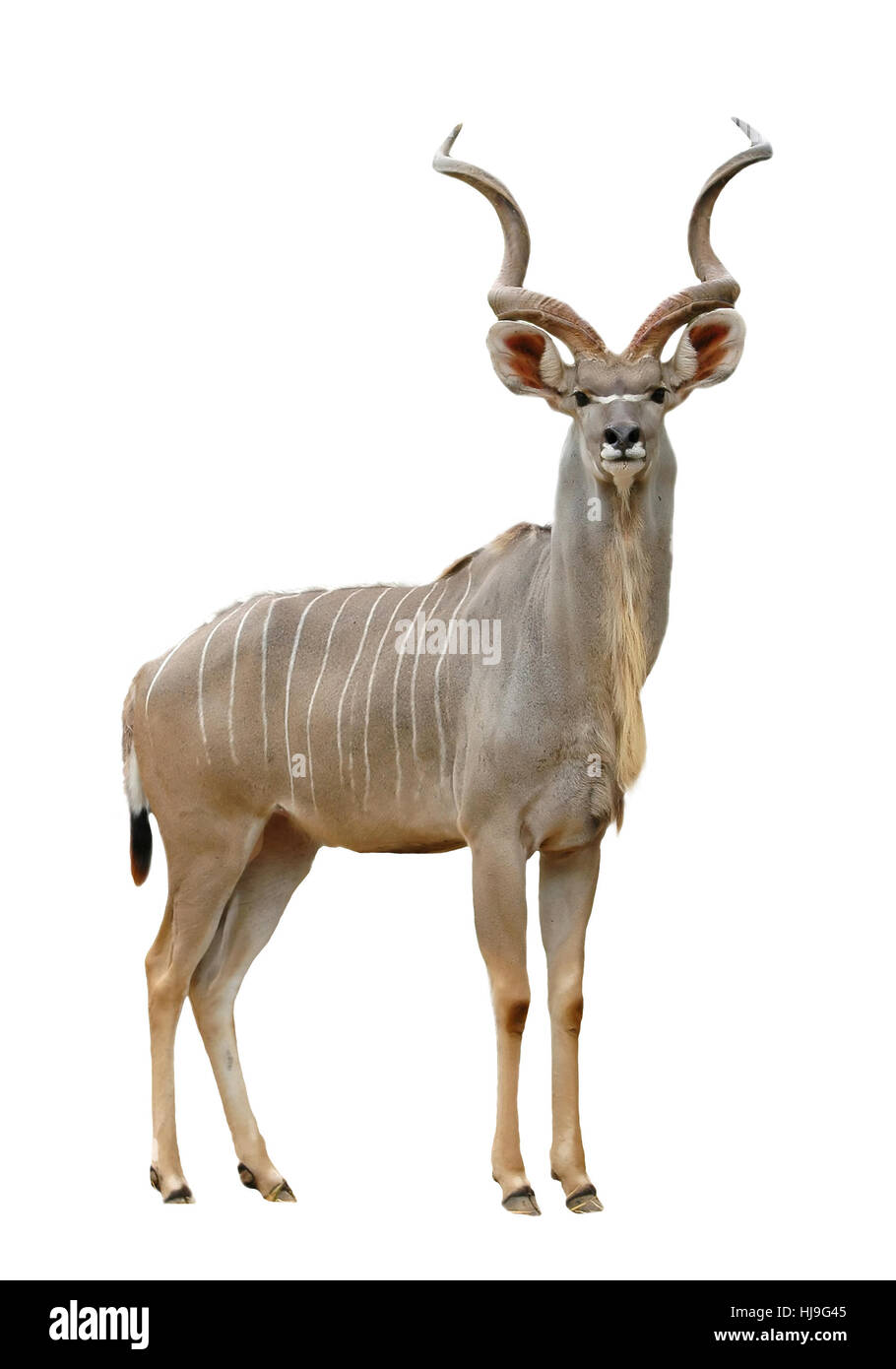 greater kudu isolated on a white background Stock Photo - Alamy