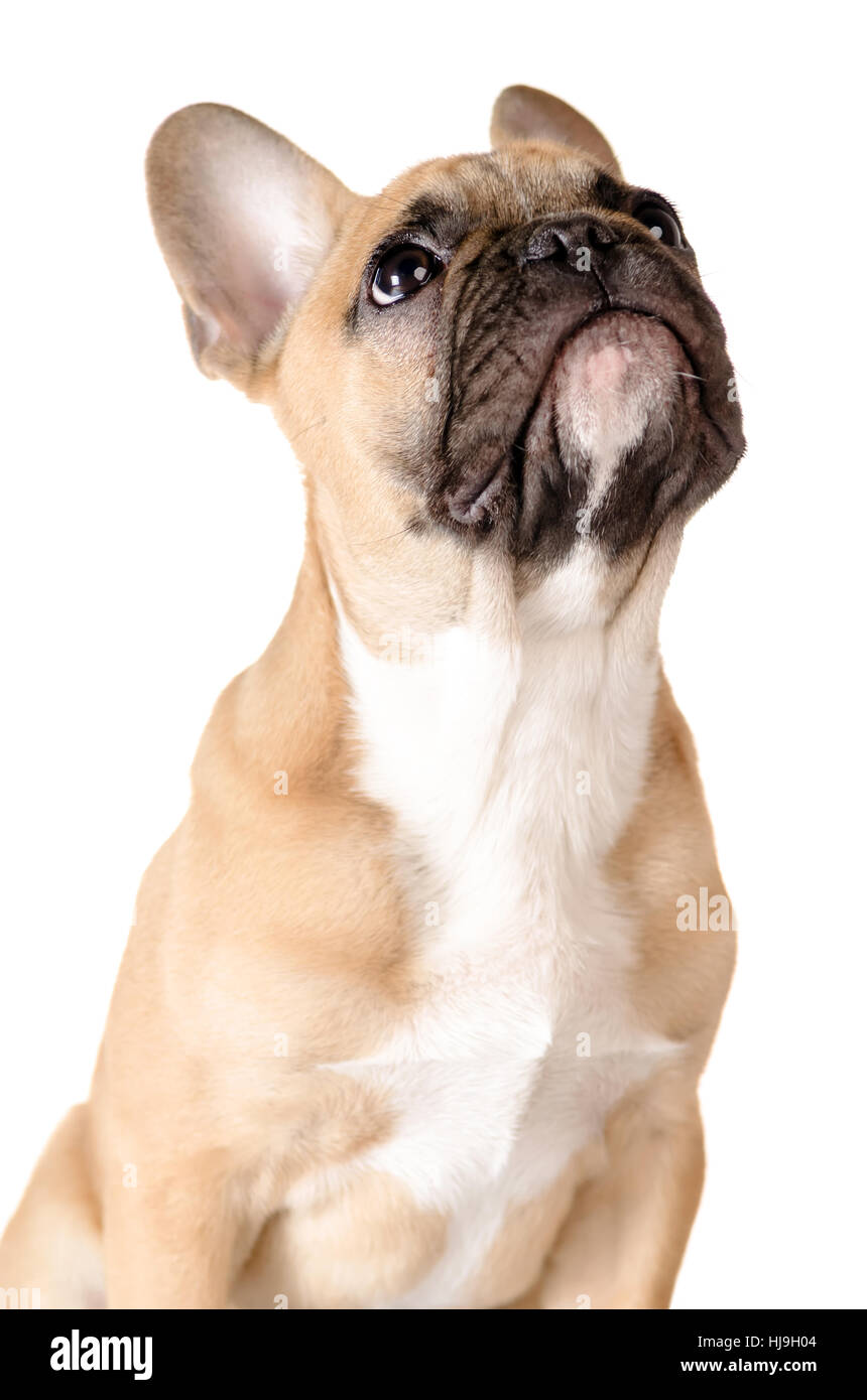 Front paws apart hi-res stock photography and images - Alamy