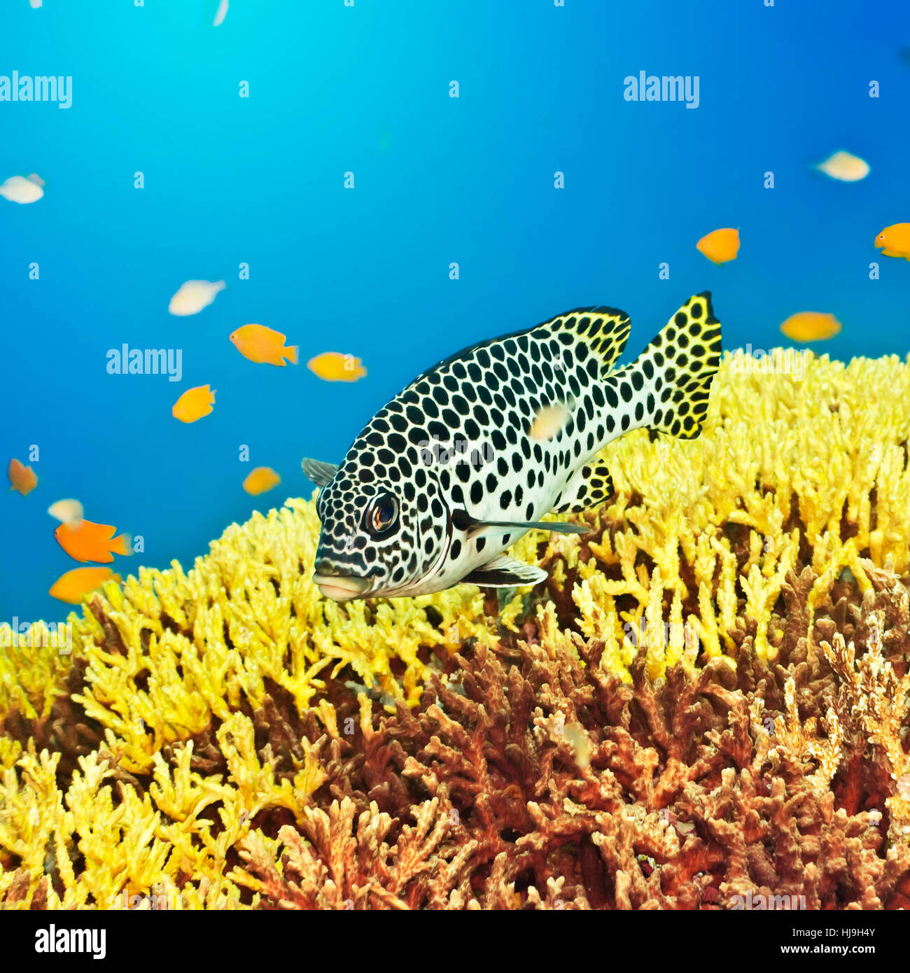 blue, travel, animal, wild, fish, underwater, maldives, outdoor ...