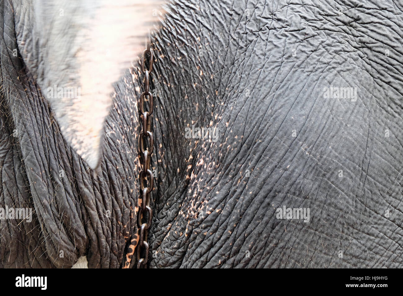 Elephant Skin closeup Stock Photo - Alamy