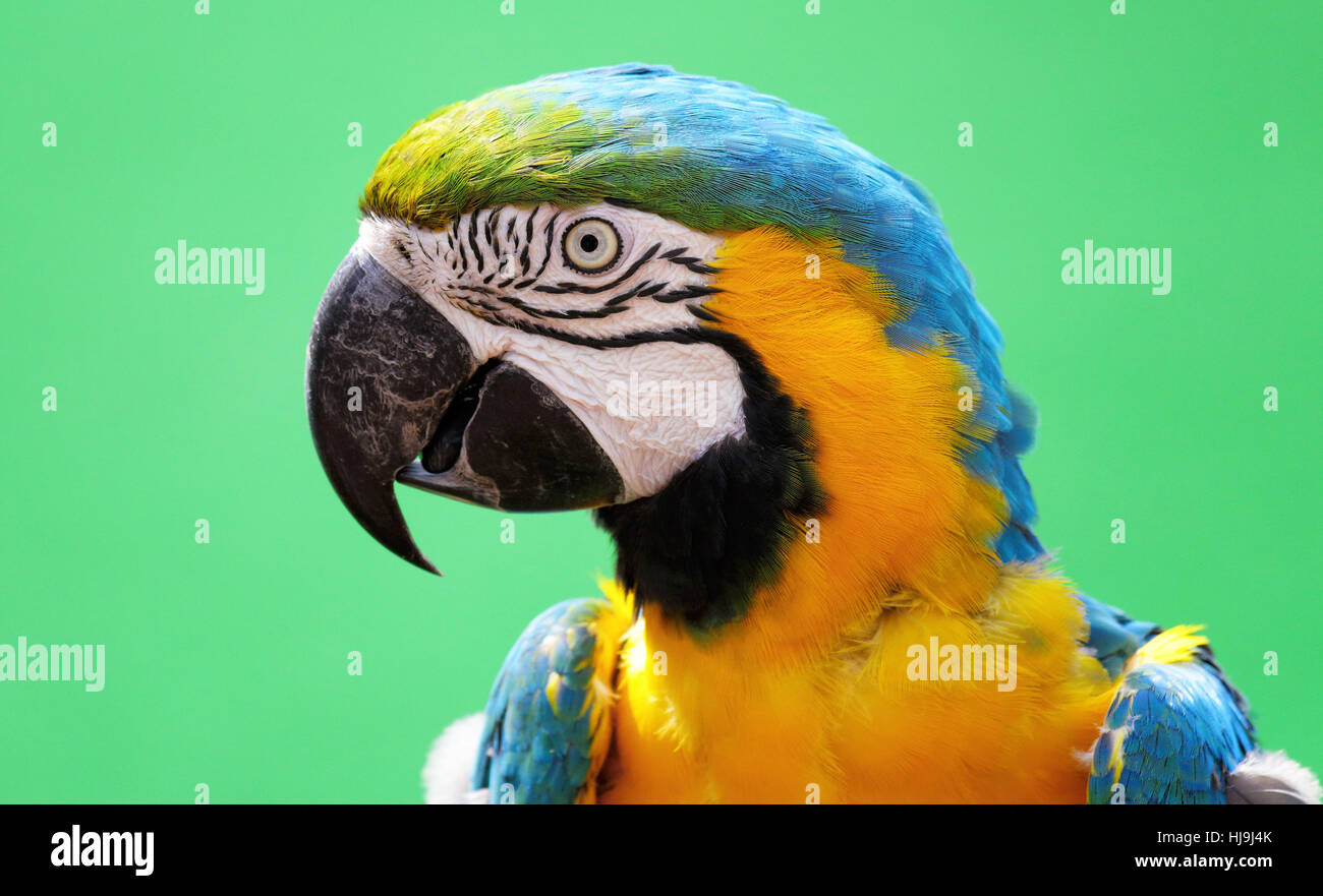 blue, colour, animal, bird, fauna, eye, organ, wing, jungle, beak ...