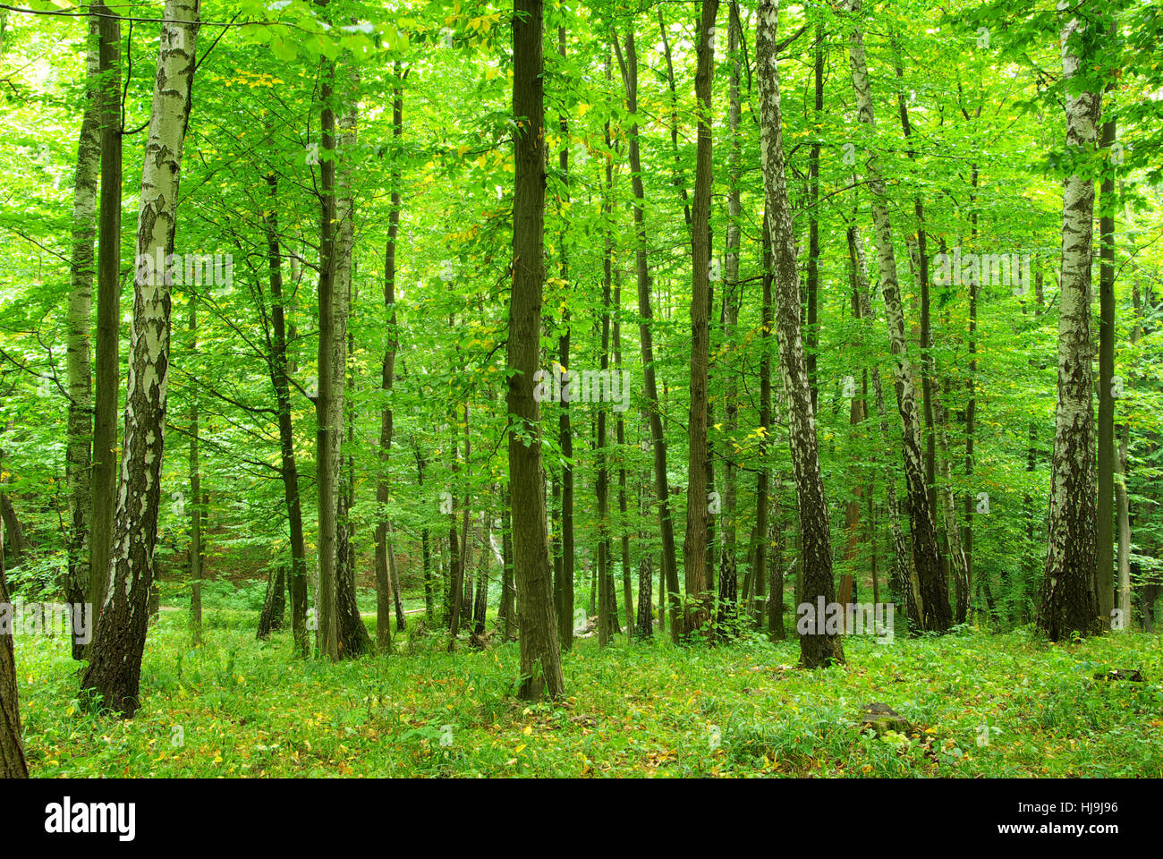 smoke, smoking, smokes, fume, leaf, relaxation, tree, park, heaven ...