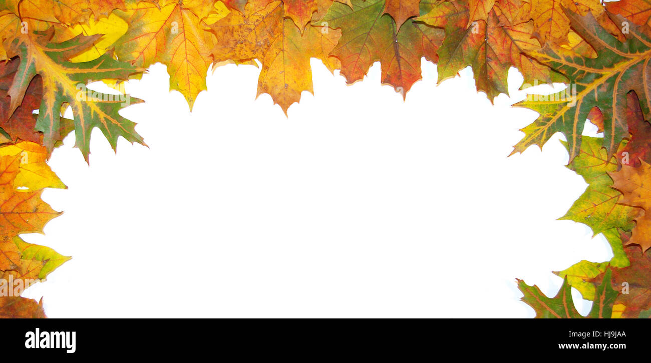 profile, leaf, isolated, colour, tree, trees, leaves, golden, branch ...