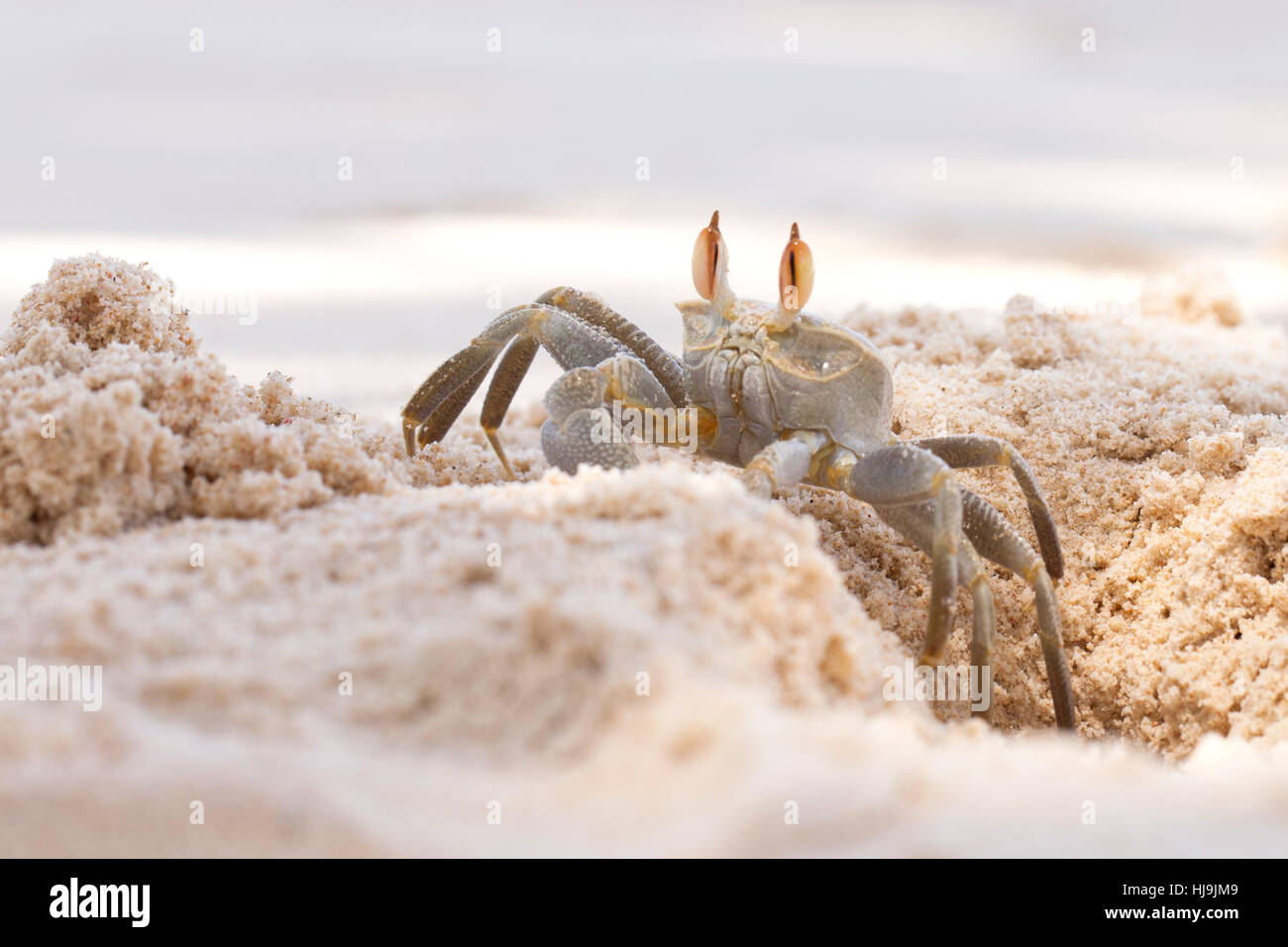 Crustacean luminous hi-res stock photography and images - Alamy