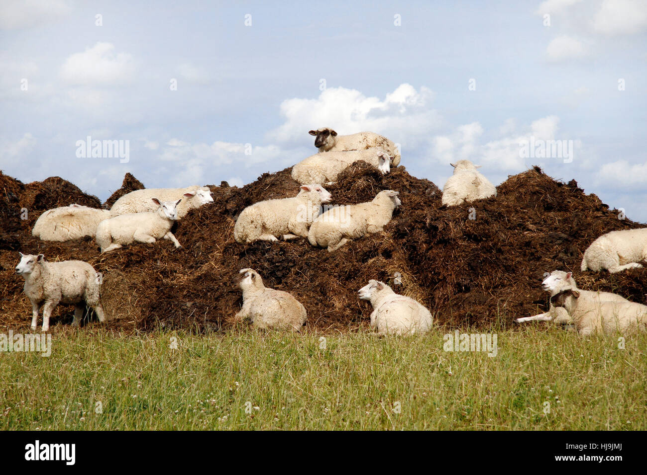 Resting sheep painting hi-res stock photography and images - Alamy