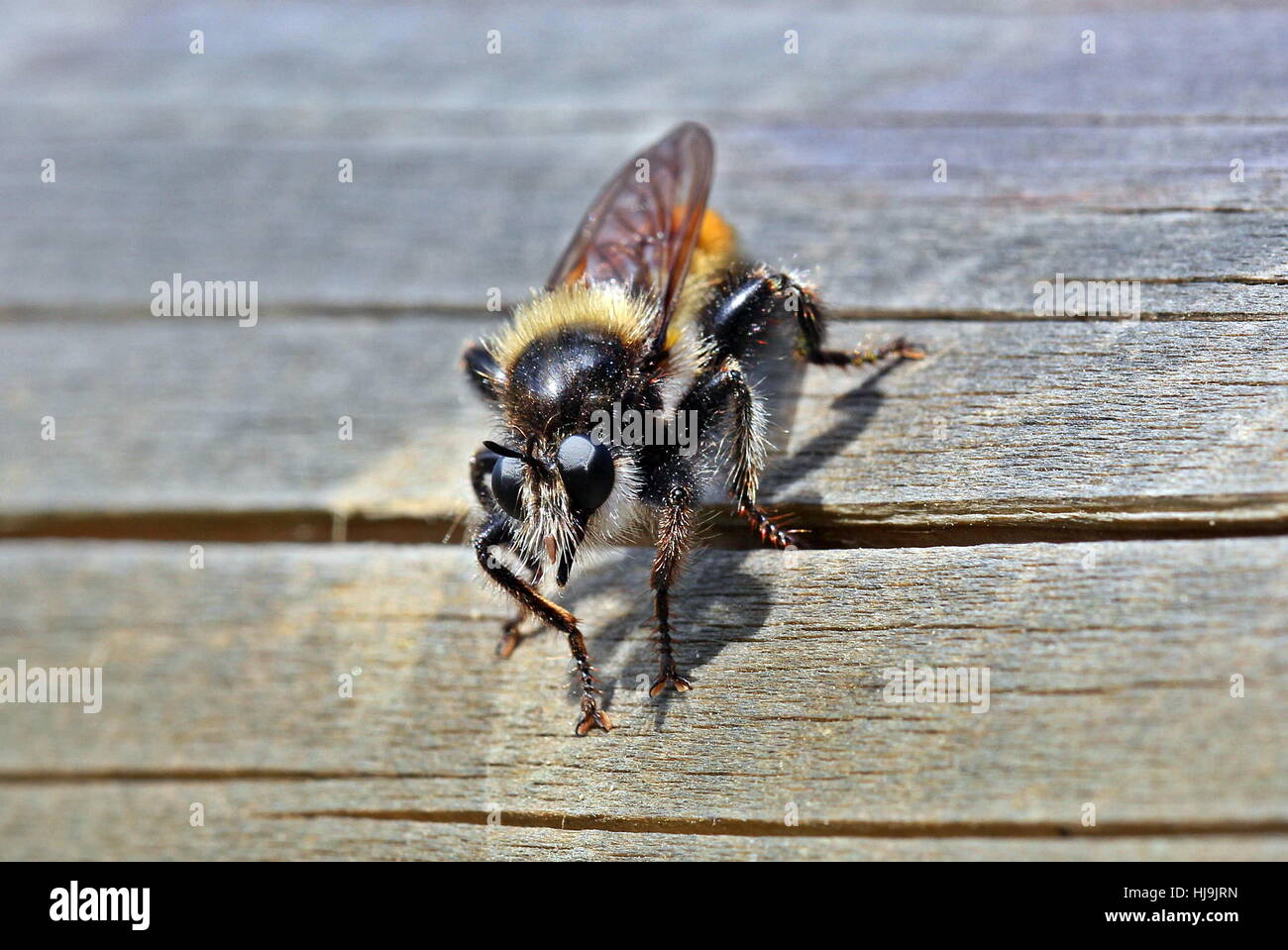 Laphria flava hi-res stock photography and images - Alamy