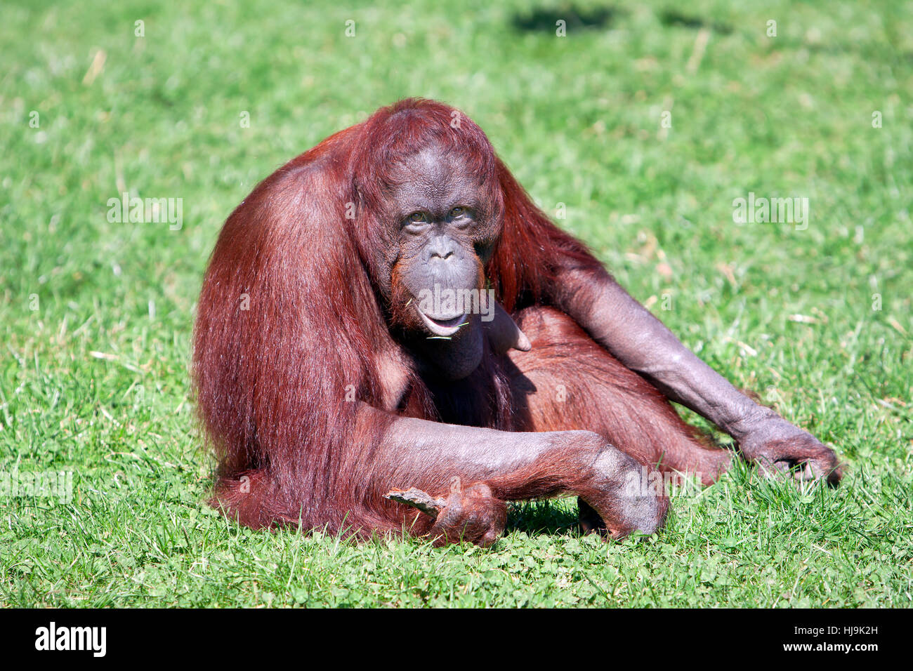 Orangutan laughing hi-res stock photography and images - Alamy