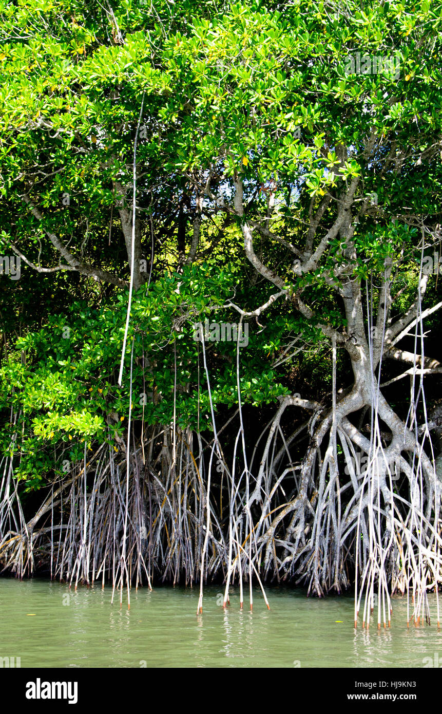 Salt mangrove leaf hi-res stock photography and images - Alamy