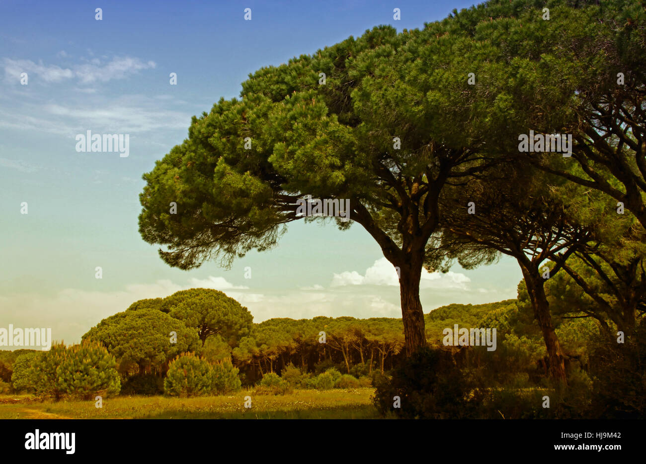 Principina mare hi-res stock photography and images - Alamy