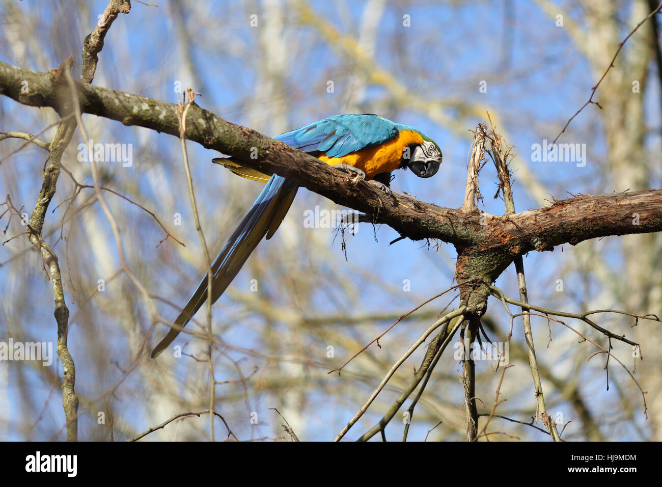 bird, pets, wildlife, captivity, parrot, multicolored, macaw, ara ...