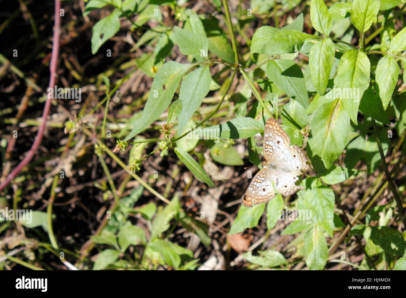 single, insect, brown, brownish, brunette, butterfly, leaves, outdoor ...