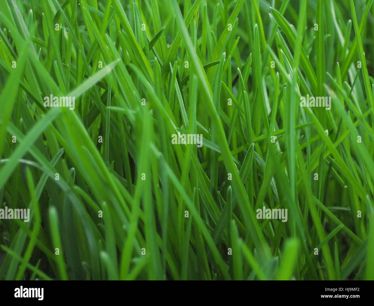 A photograph of grass detailing its structure Stock Photo - Alamy