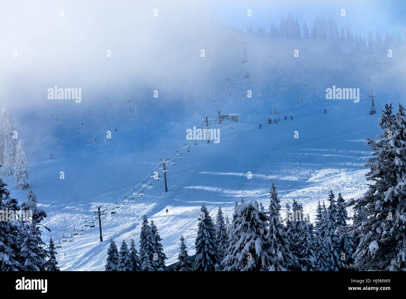 ski, skiing, travel, tree, trees, hill, mountains, winter, snow, coke ...