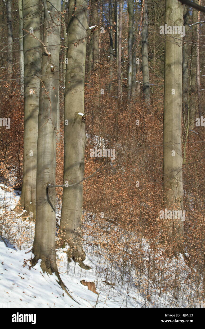 book, tree, trees, winter, wood, cold, beech forest, beech, firewood ...