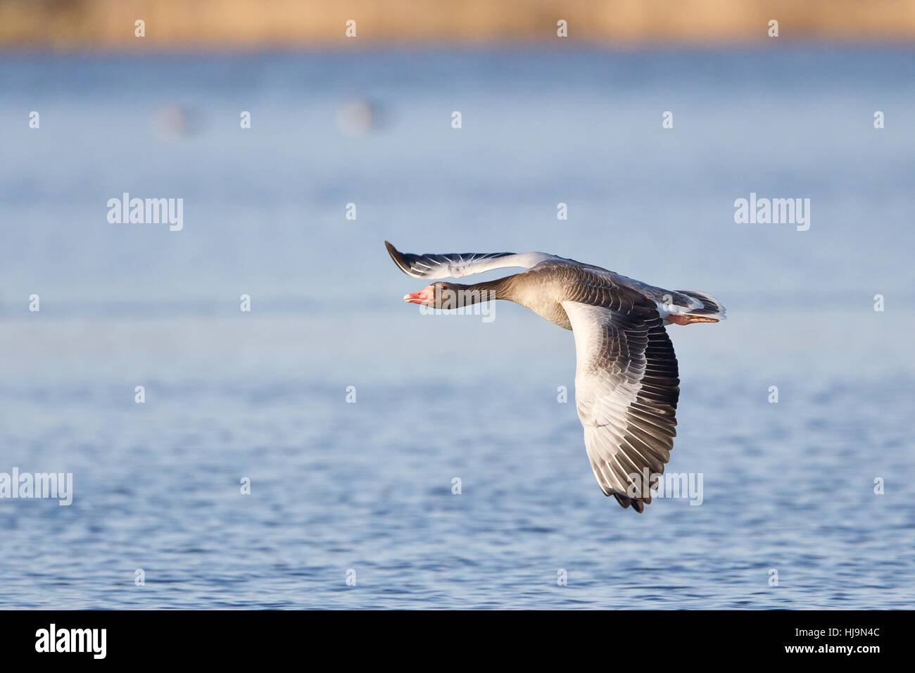 flight, wing, feathers, goose, flap, fly, flies, flys, flying, flight ...