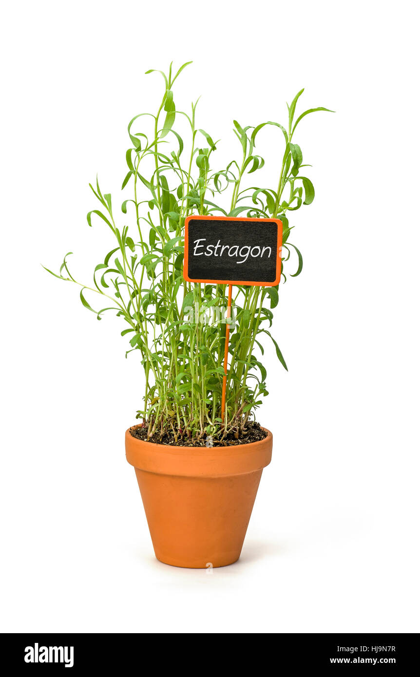 Name plants Cut Out Stock Images & Pictures - Alamy