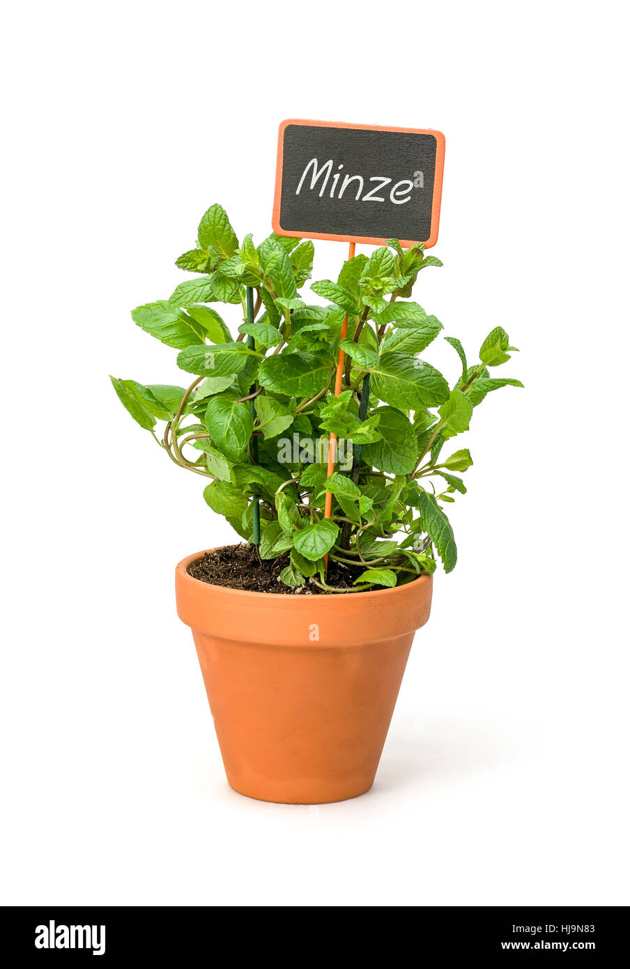 Name plants Cut Out Stock Images & Pictures - Alamy