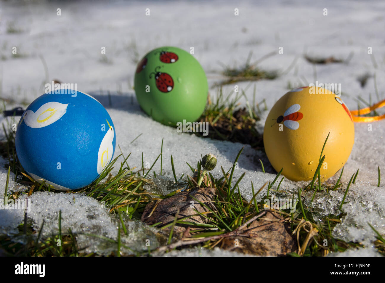 Snow goose egg hi-res stock photography and images - Alamy