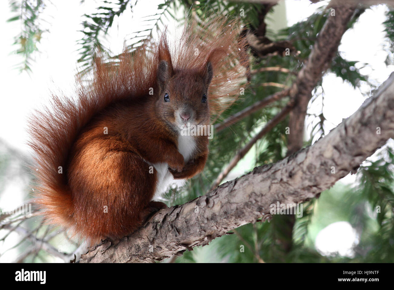 animal, animals, woods, wildlife, squirrel, forest, tree, trees, animal ...