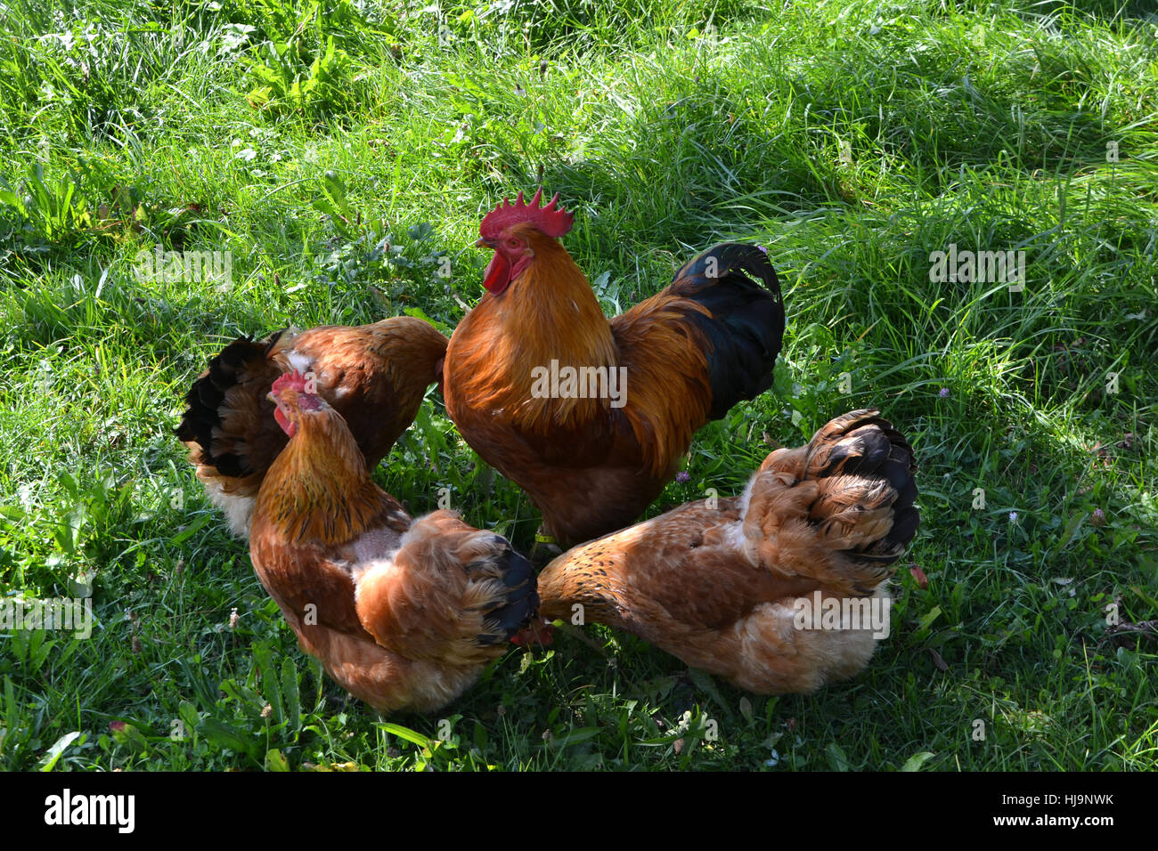 italian, hen, laying hen, meadow, chickens, hens, cock, rooster, shine ...