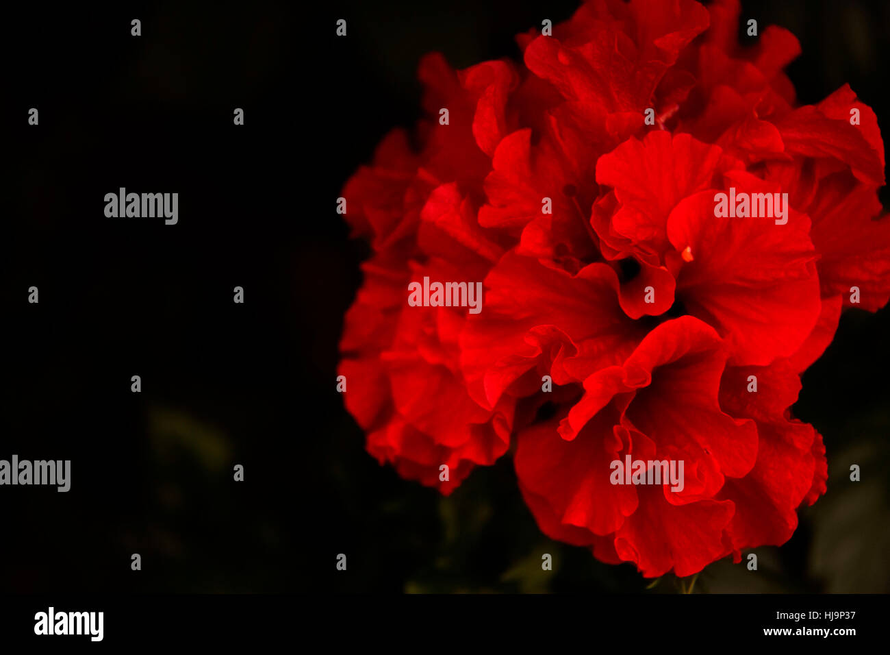 Beauty of asia hi-res stock photography and images - Alamy