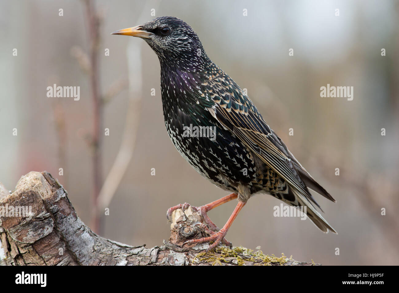 animal, bird, fauna, birds, wildlife, animal world, starling, singing ...