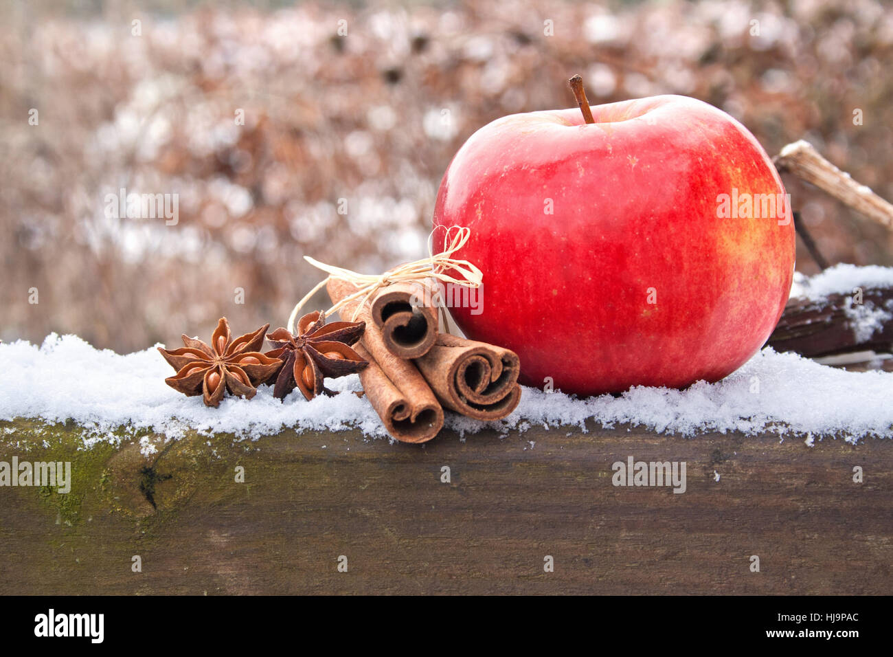 winter, green, wood, cold, beam, blank, european, caucasian, progenies ...