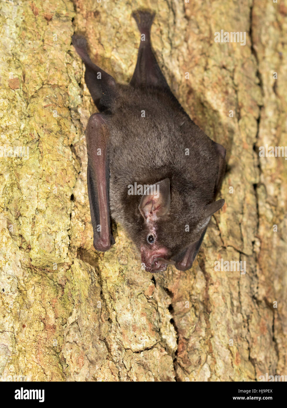 Short Tailed Bats High Resolution Stock Photography and Images - Alamy